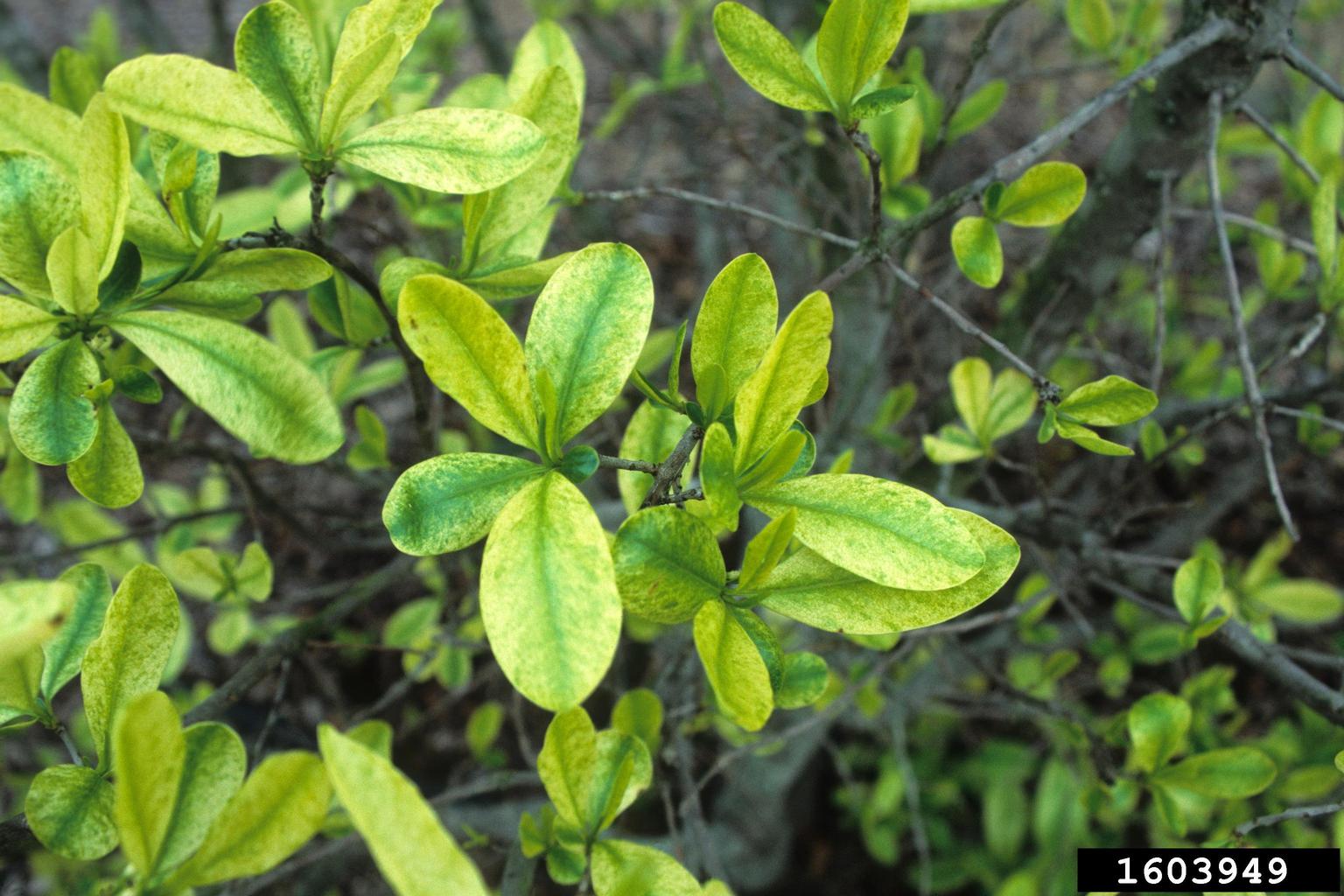 swamp titi (Cyrilla racemiflora Linnaeus)
