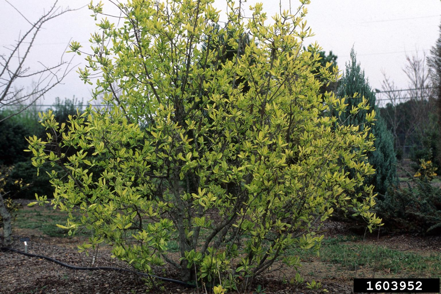 swamp titi (Cyrilla racemiflora)