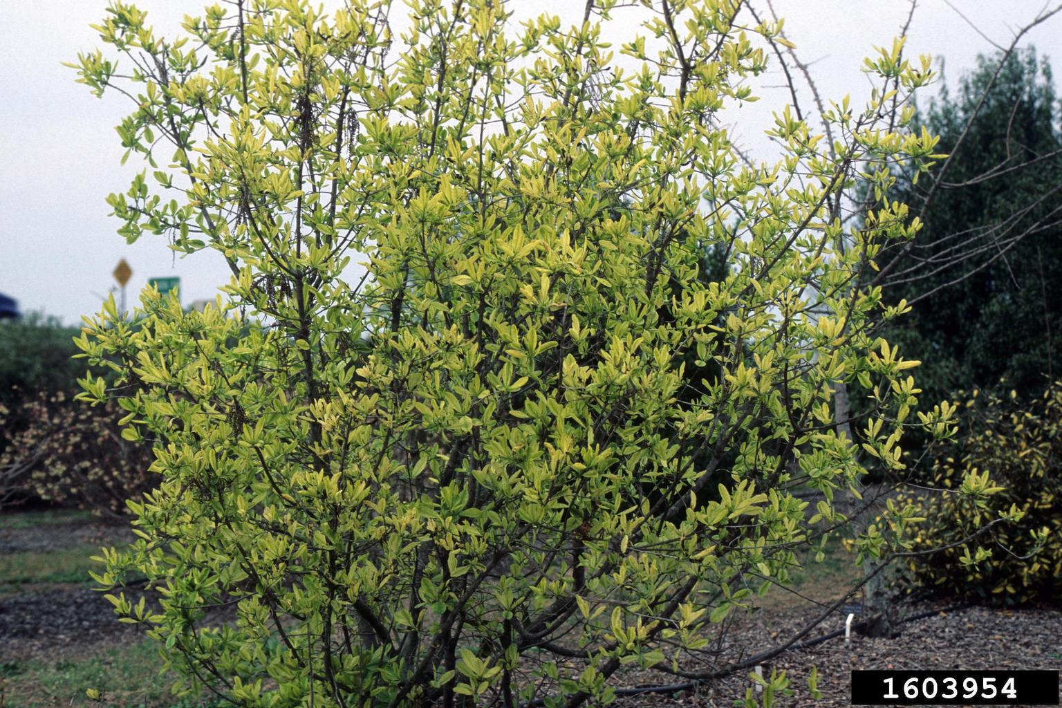 swamp titi (Cyrilla racemiflora Linnaeus)
