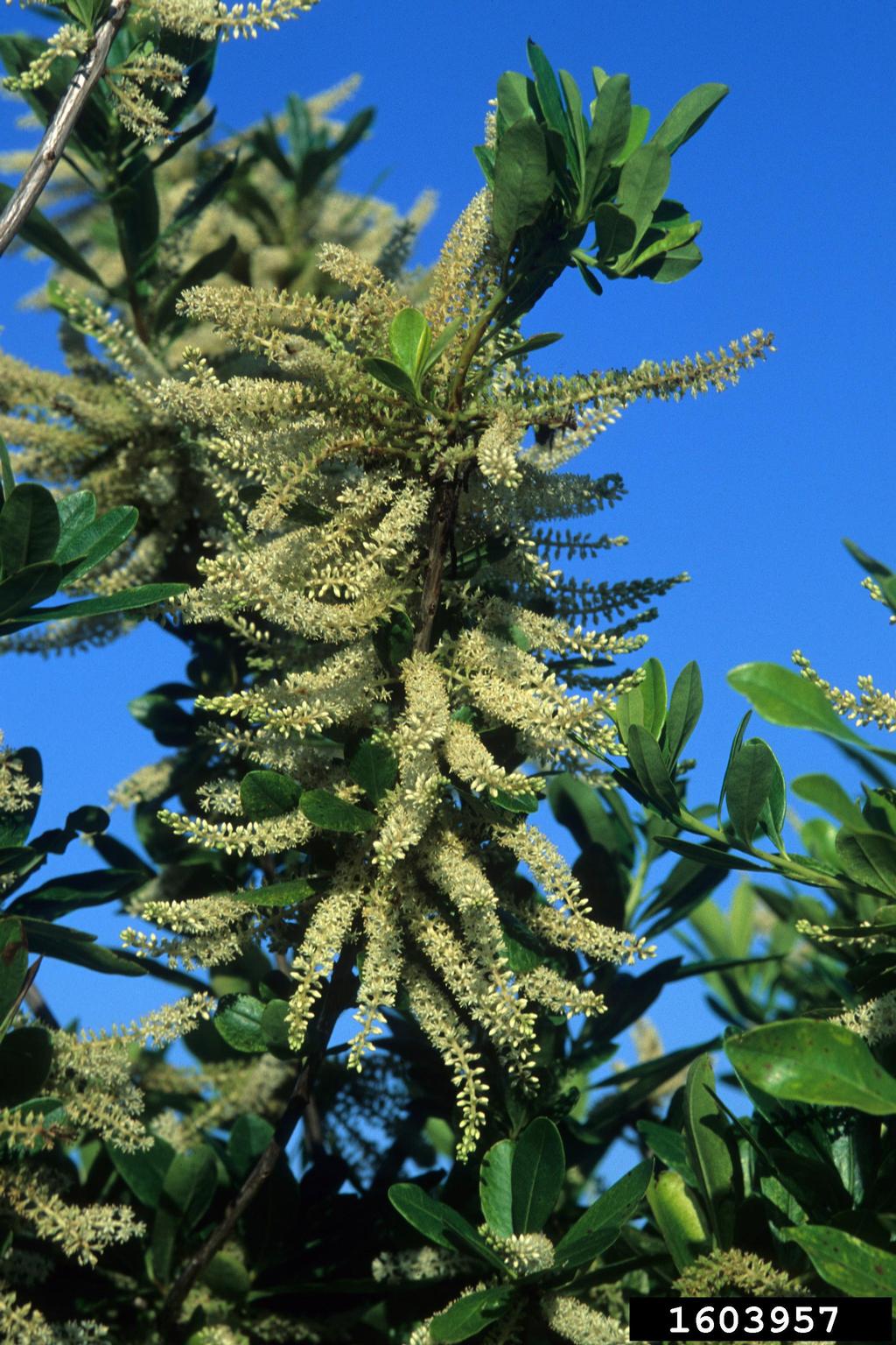swamp titi (Cyrilla racemiflora)