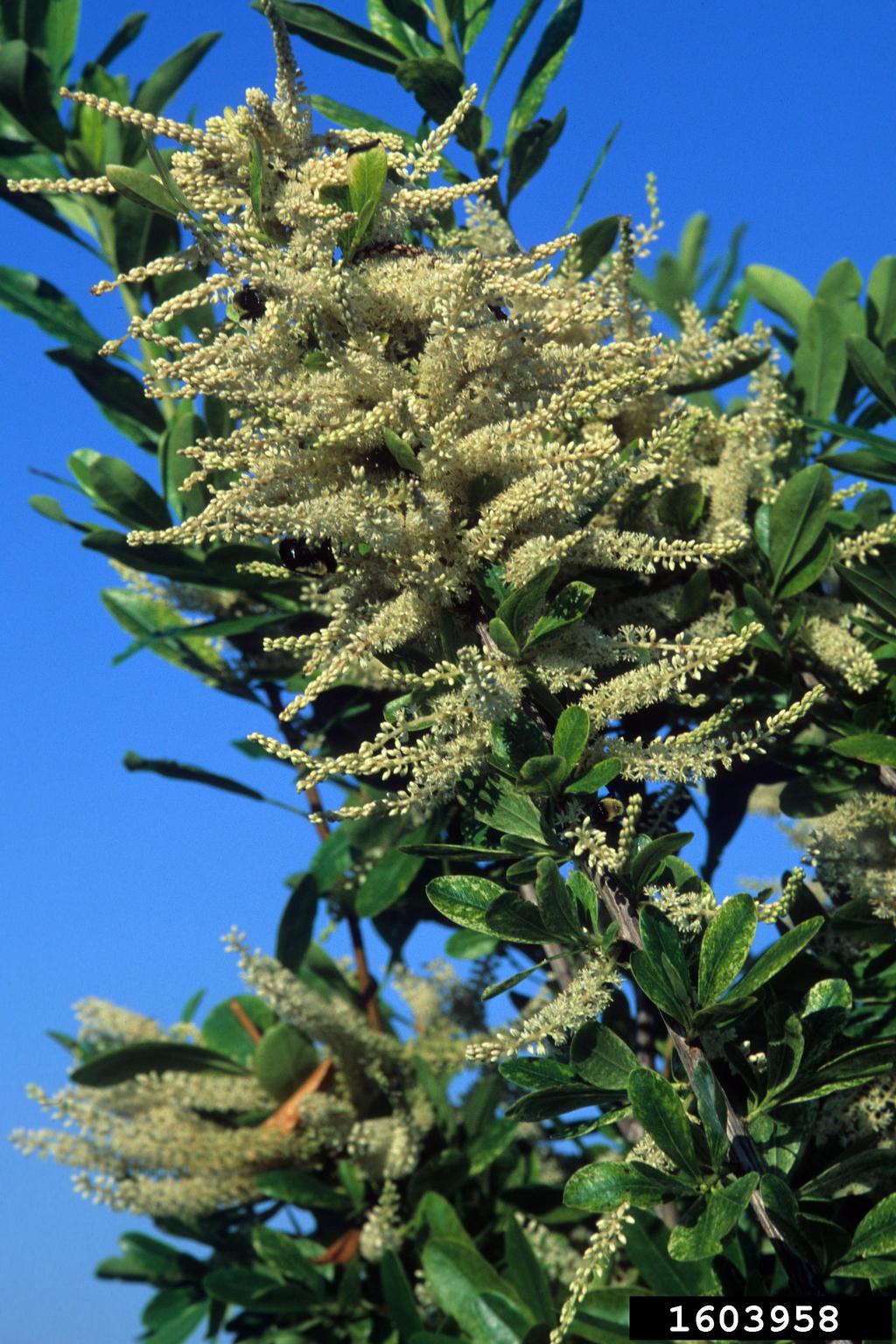 swamp titi (Cyrilla racemiflora)