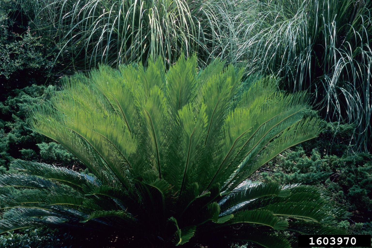 sago palm (Cycas revoluta Thunb.)