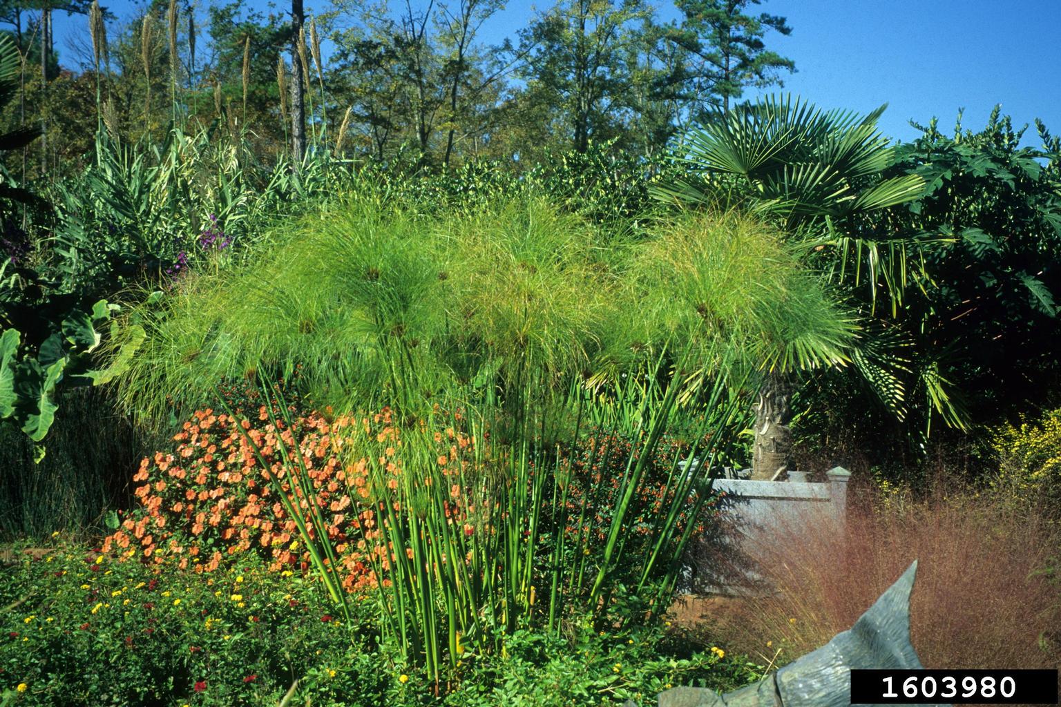 papyrus (Cyperus papyrus L.)