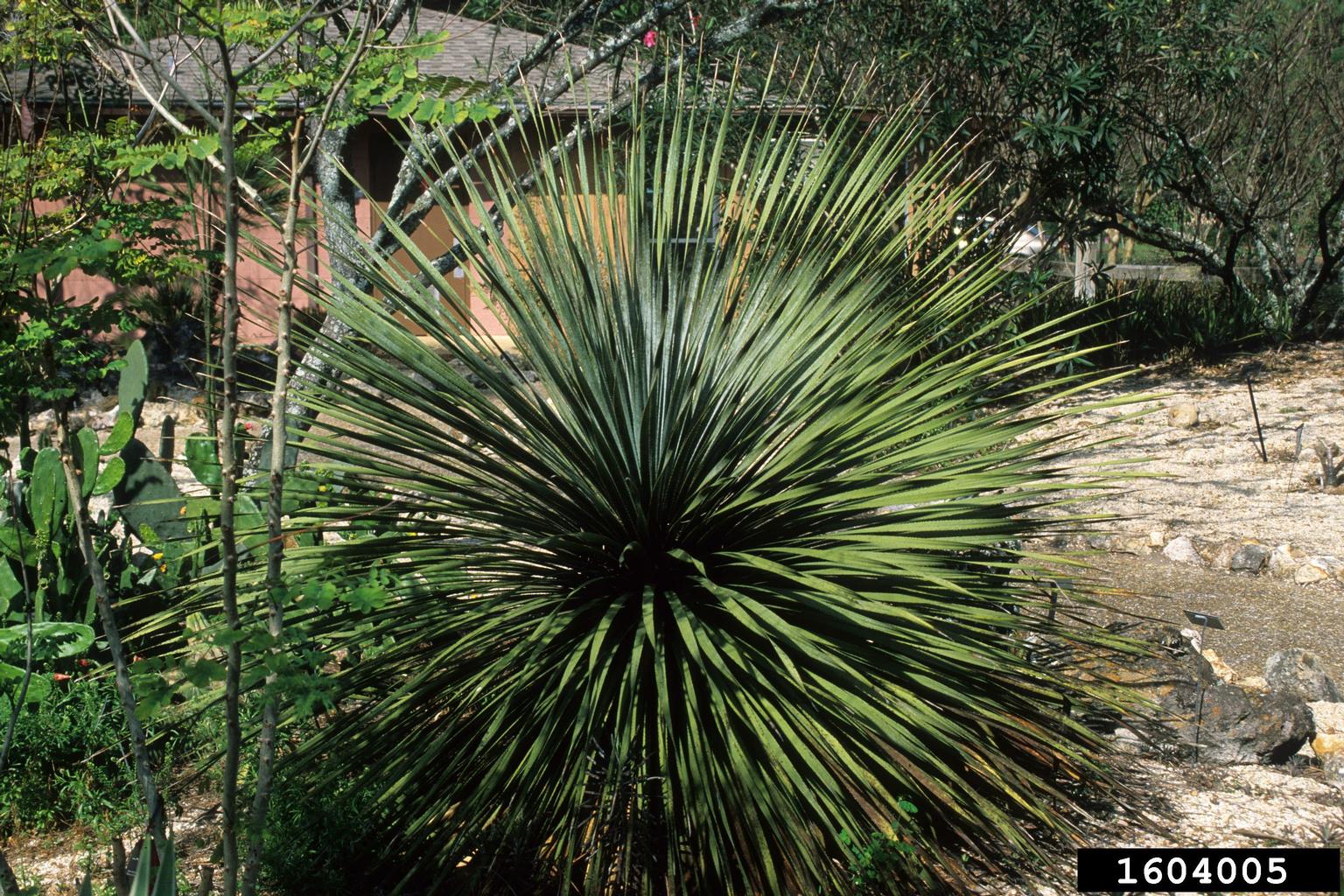 common sotol (Dasylirion wheeleri)
