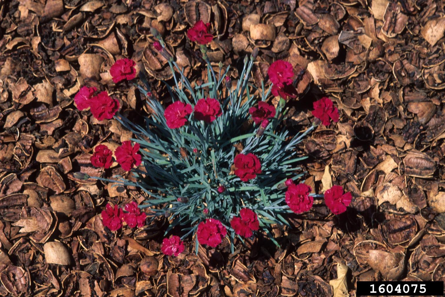 carnation (Genus Dianthus)