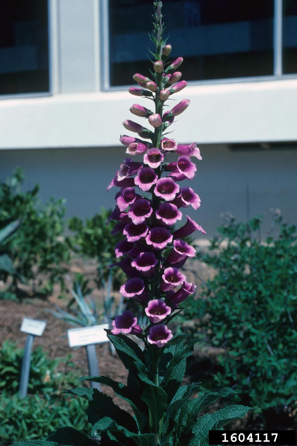 digitalis (Genus Digitalis L.)