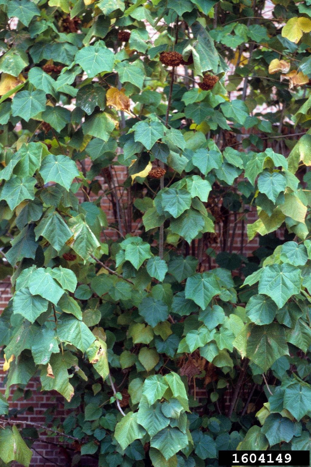 dombeyas (Genus Dombeya)