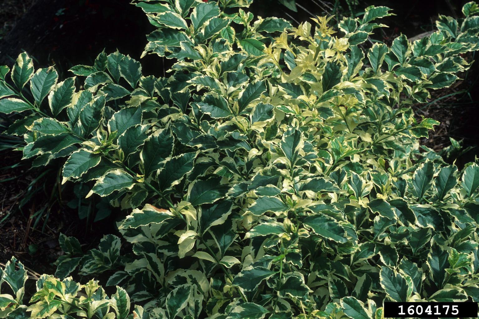 golden dewdrops (Duranta erecta L.)