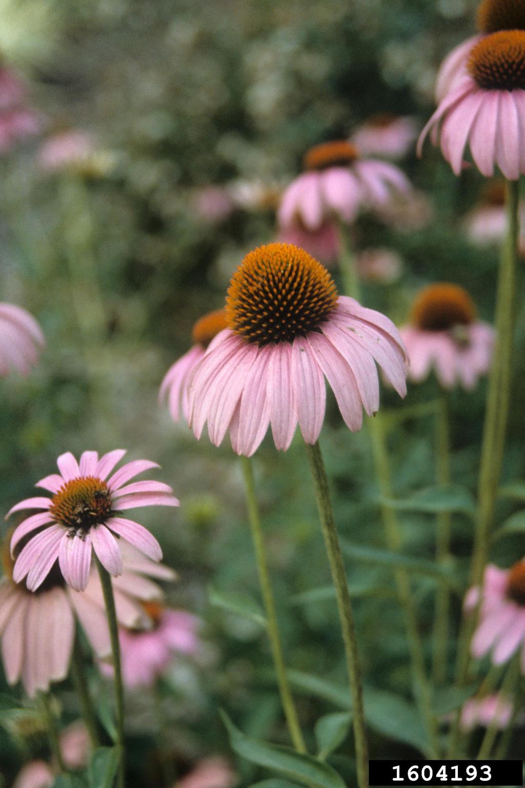 purple coneflower (Echinacea purpurea (L.) Moench)