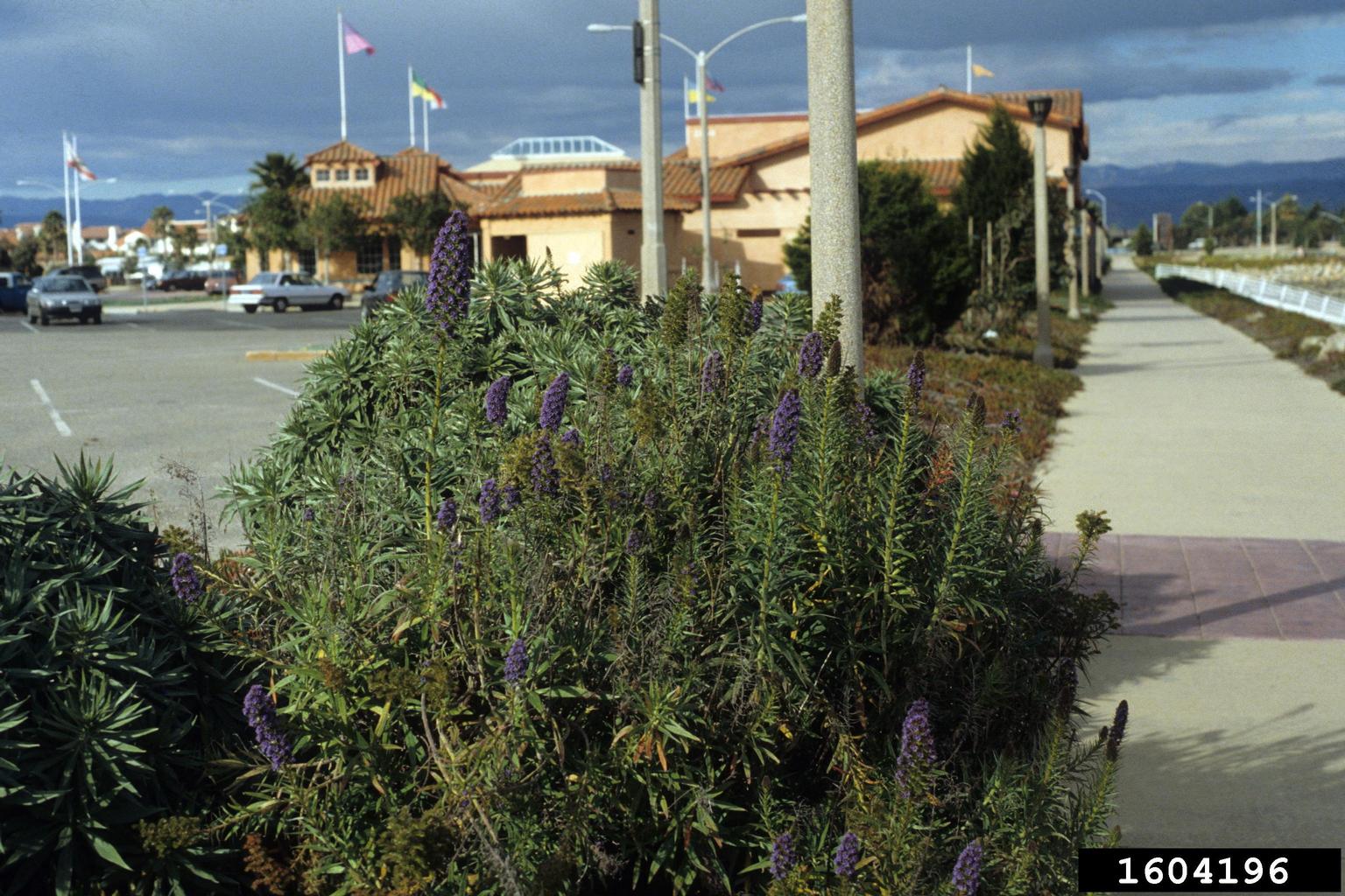 pride of Madeira (Echium candicans)