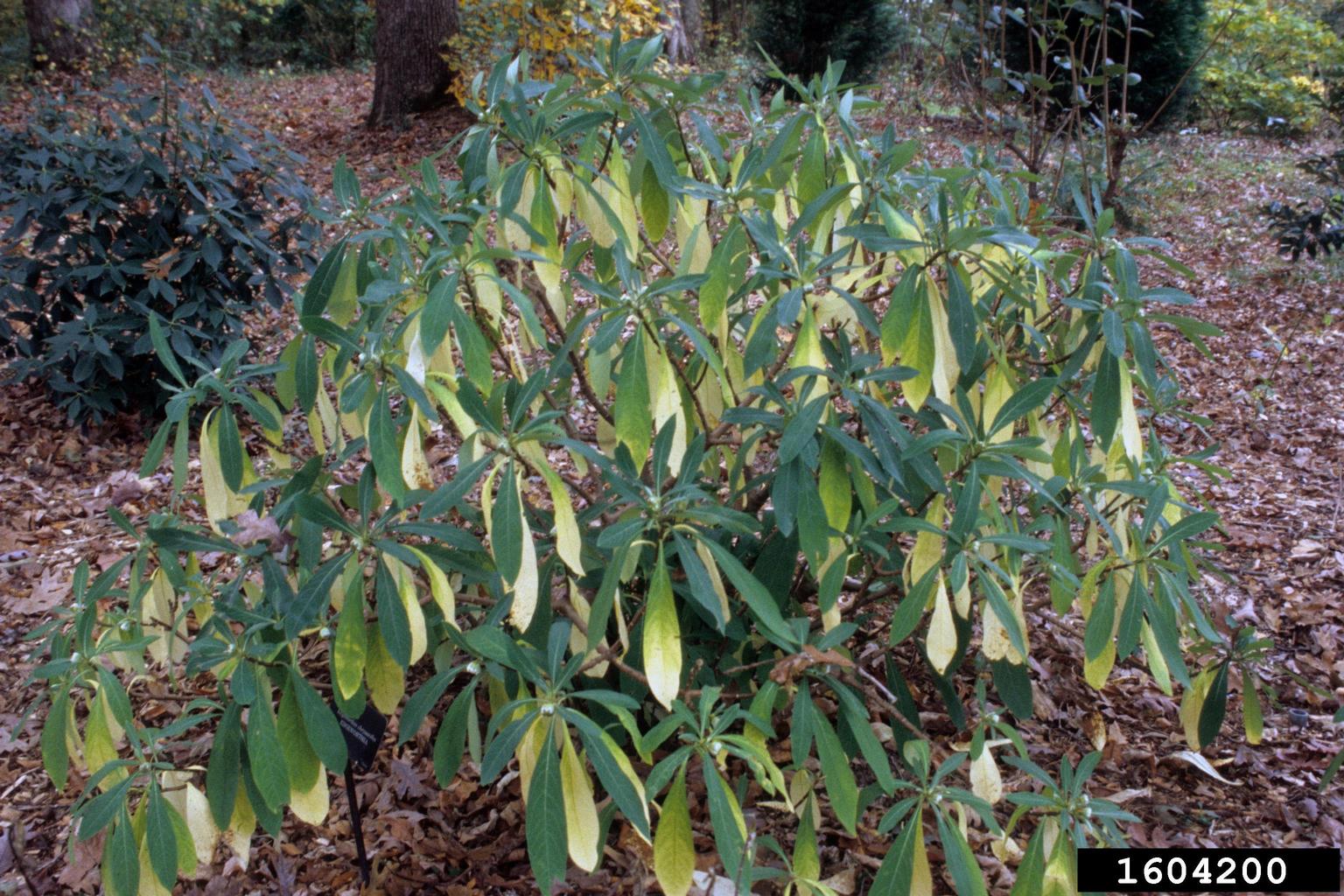 Oriental paperbush (Edgeworthia chrysantha Lindl.)