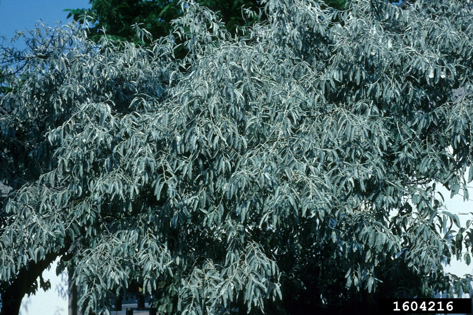 Russian olive (Elaeagnus angustifolia L.)