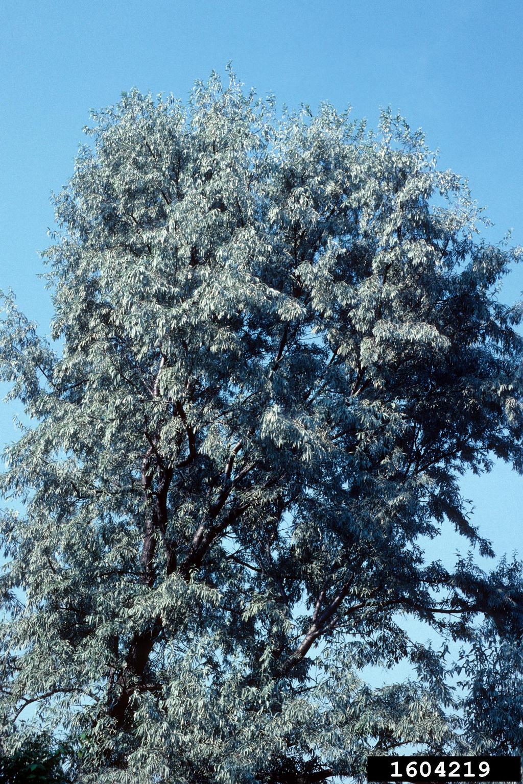 Russian olive (Elaeagnus angustifolia L.)