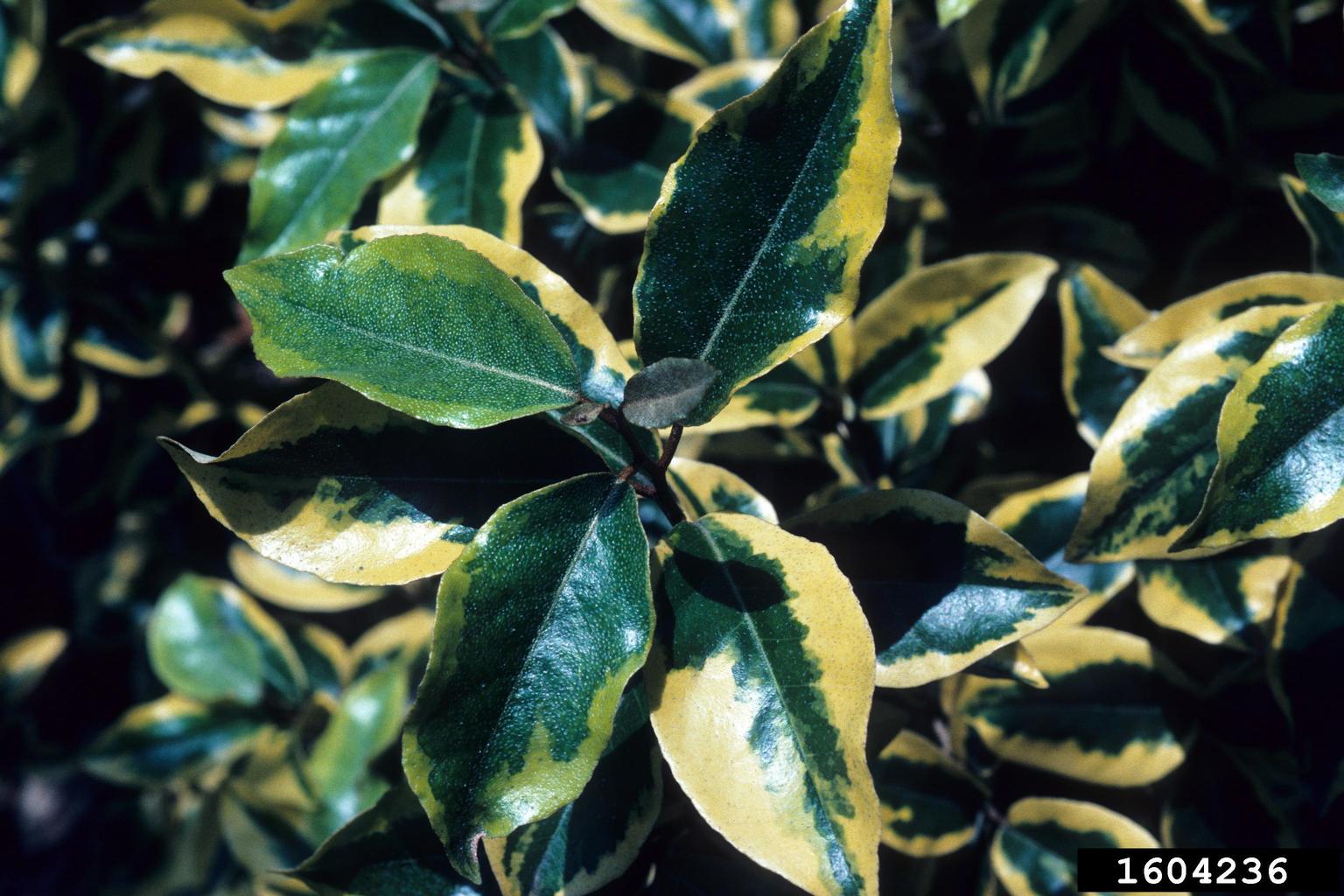 Elaeagnus x submacrophylla Door.