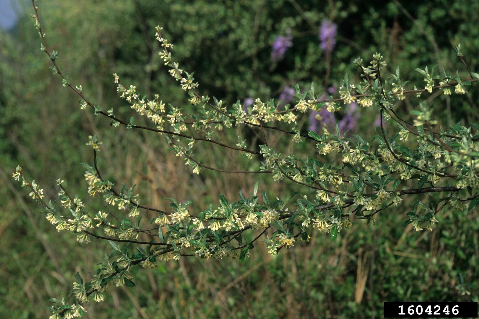 cherry silverberry (Elaeagnus multiflora Thunb.)