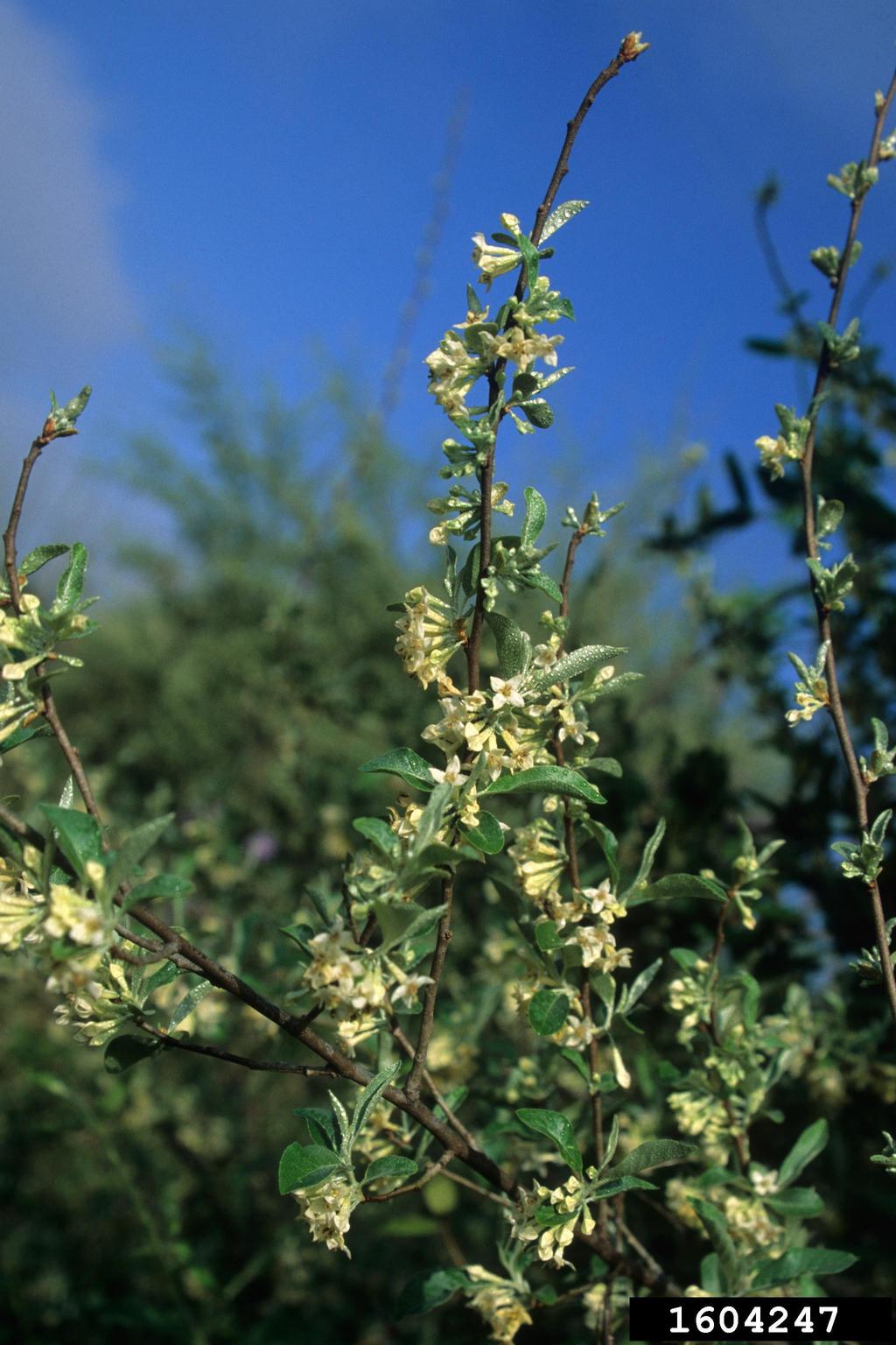 cherry silverberry (Elaeagnus multiflora Thunb.)