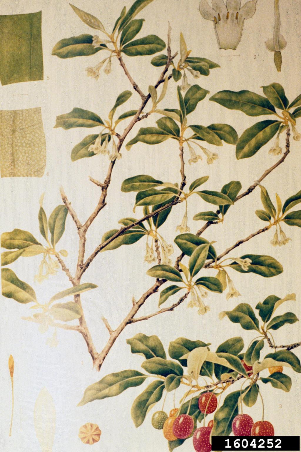 cherry silverberry (Elaeagnus multiflora)