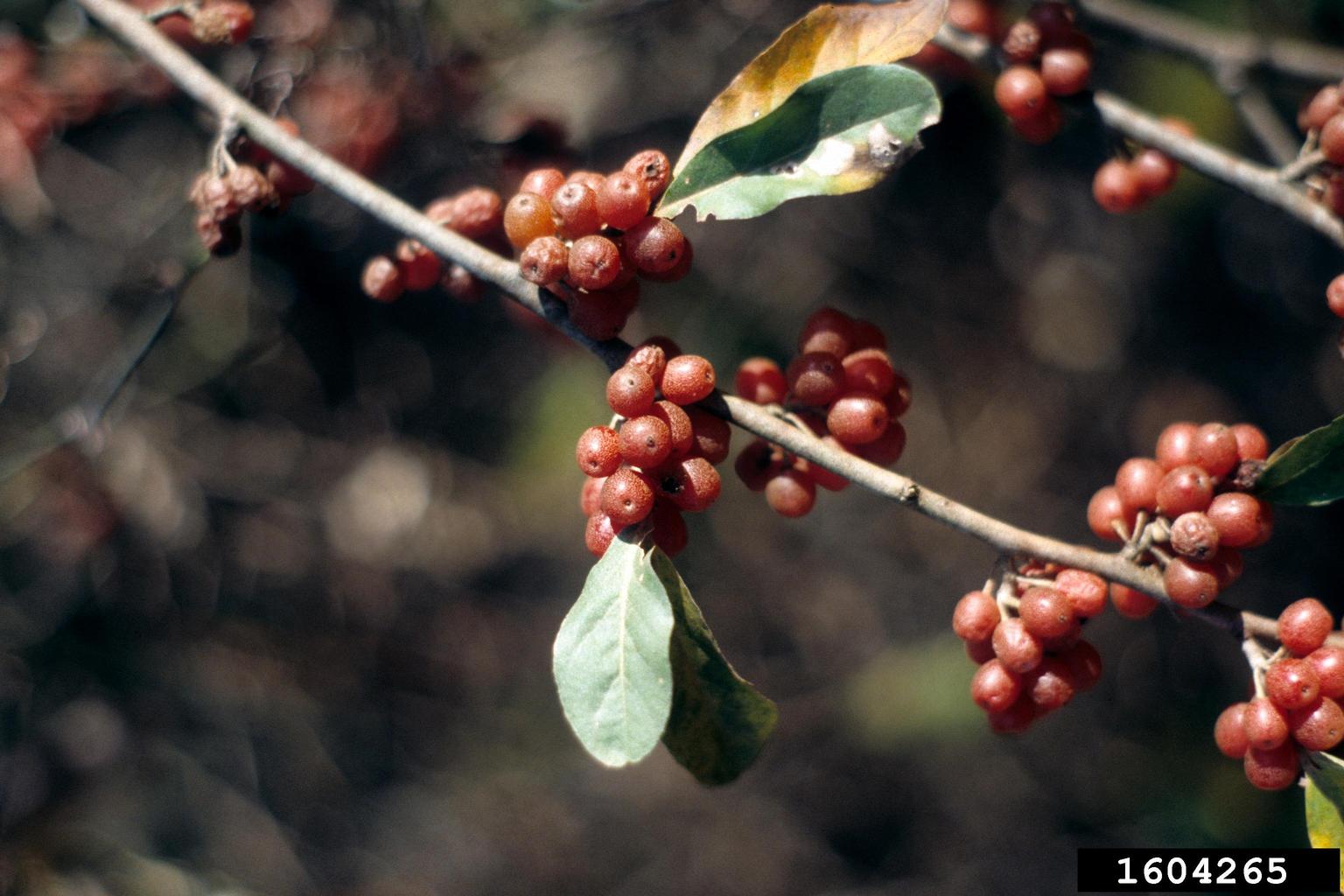 Elaeagnus (Genus Elaeagnus L.)