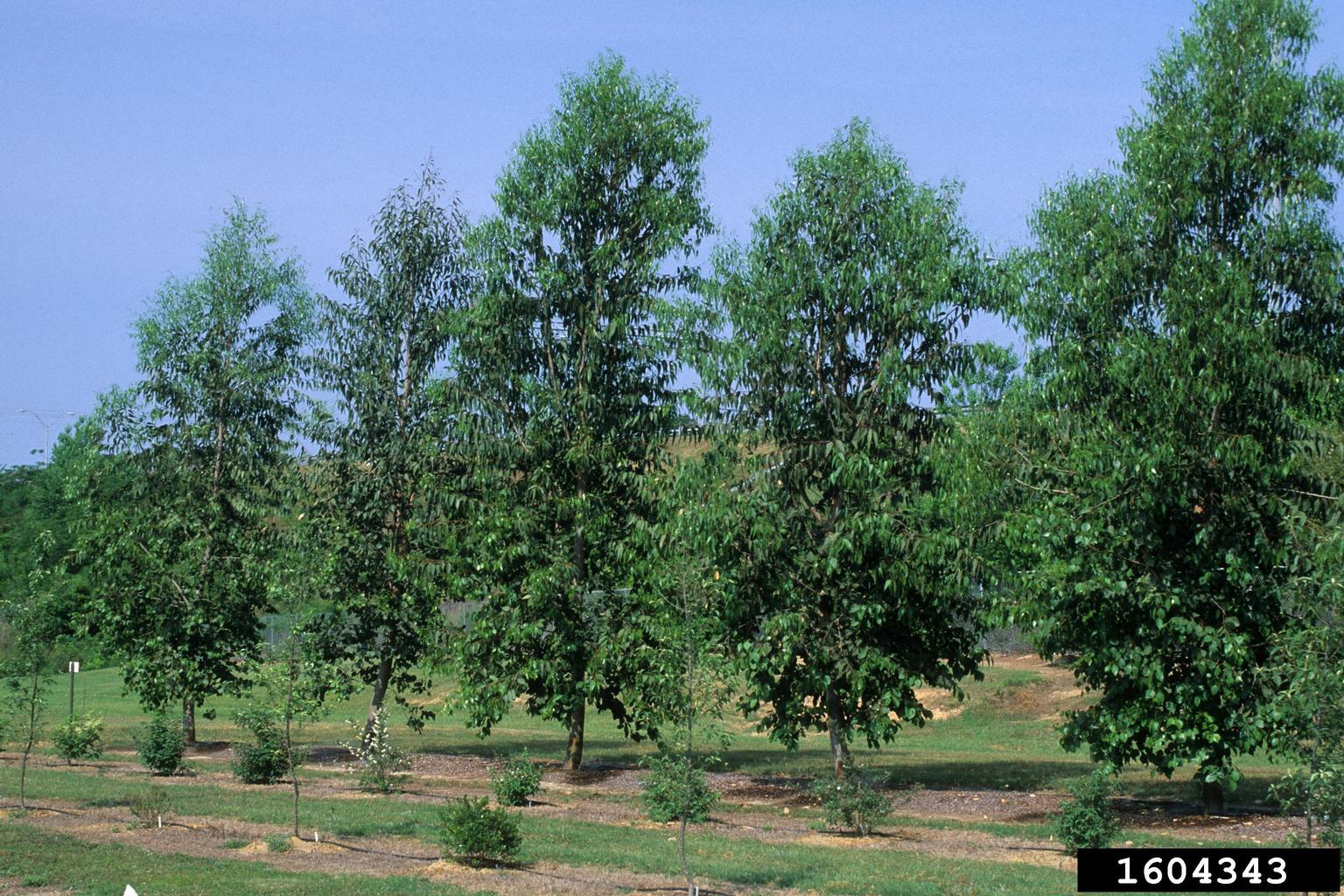 cabbage gum (Eucalyptus amplifolia Naudin)