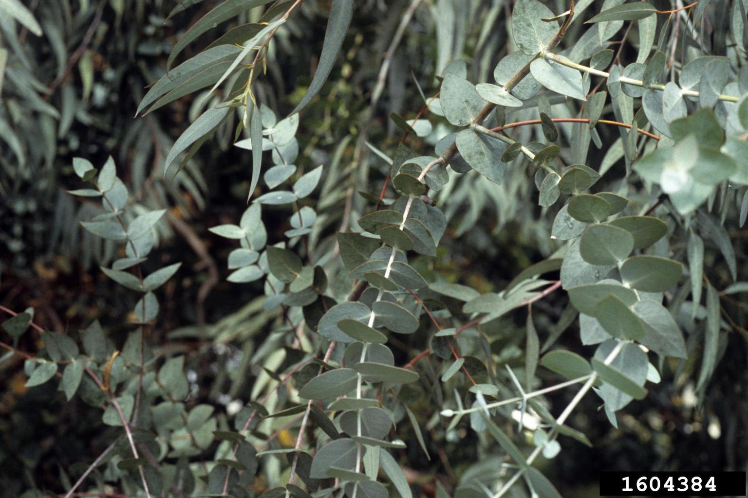 eucalyptus (Genus Eucalyptus)