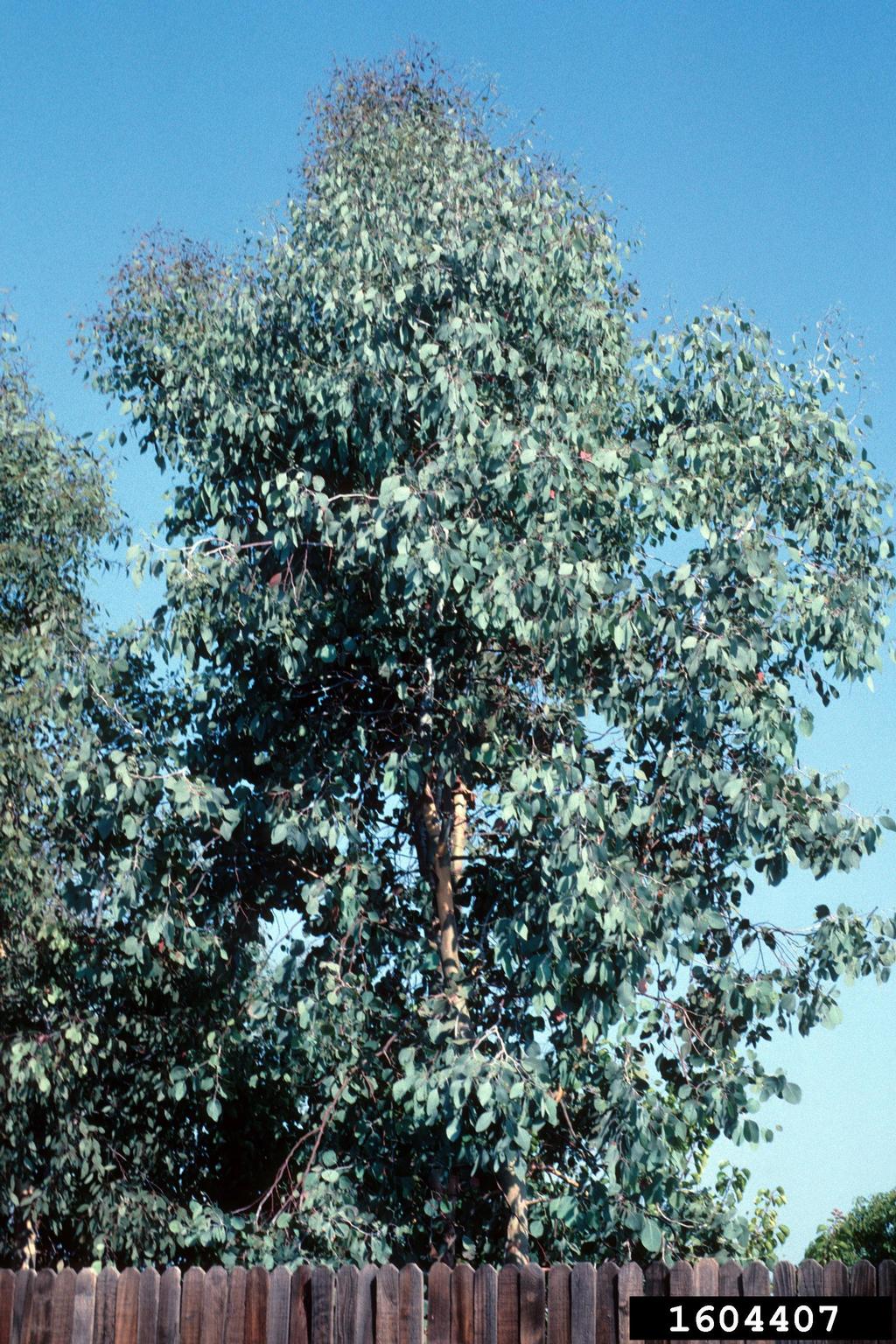 redbox (Eucalyptus polyanthemos)