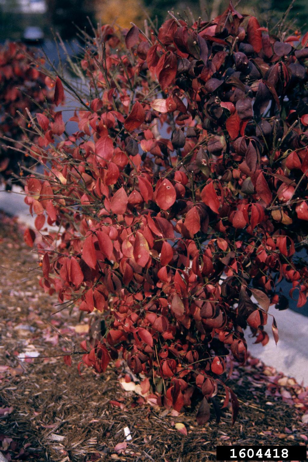 winged burning bush (Euonymus alatus (Thunb.) Sieb.)