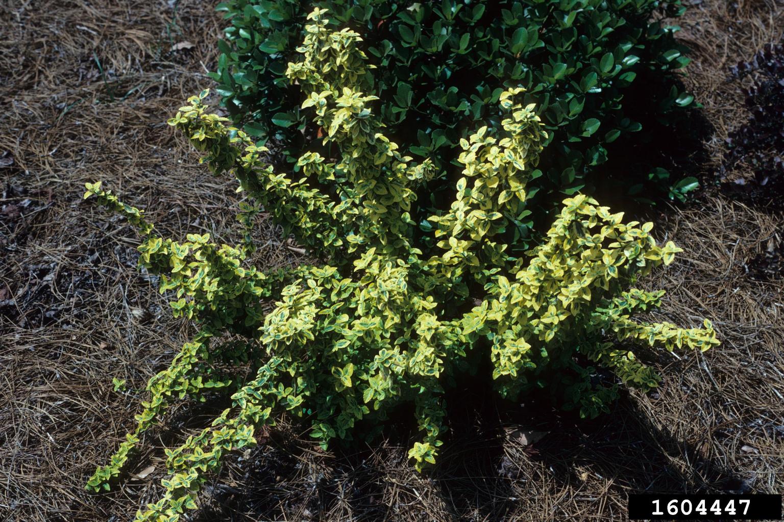 winter creeper (Euonymus fortunei)