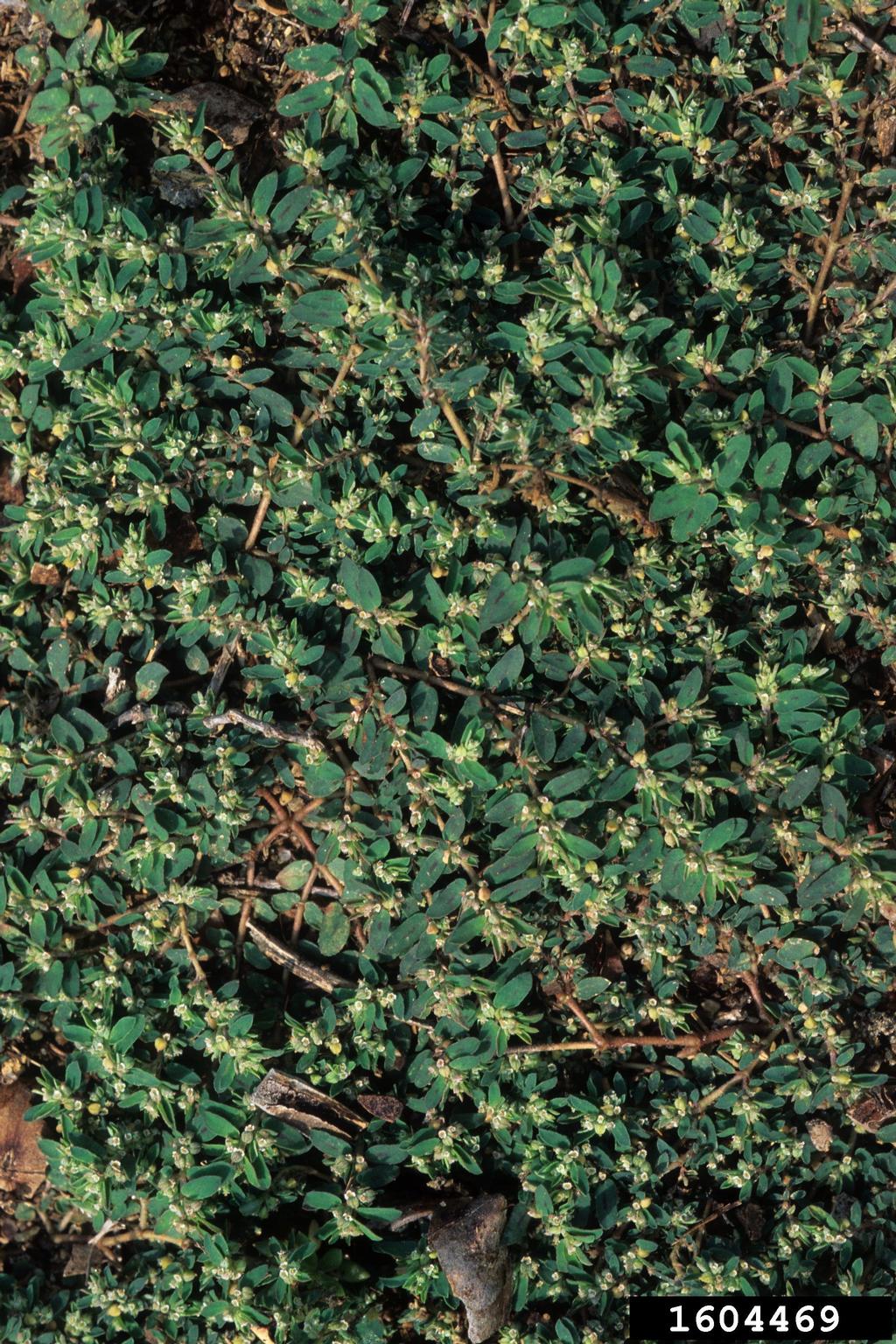 spotted spurge (Euphorbia maculata (L.) Small)
