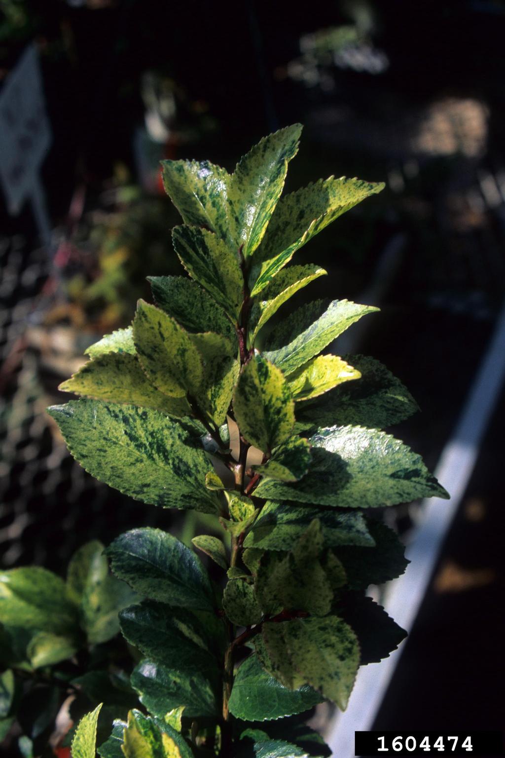 eurya (Eurya japonica)