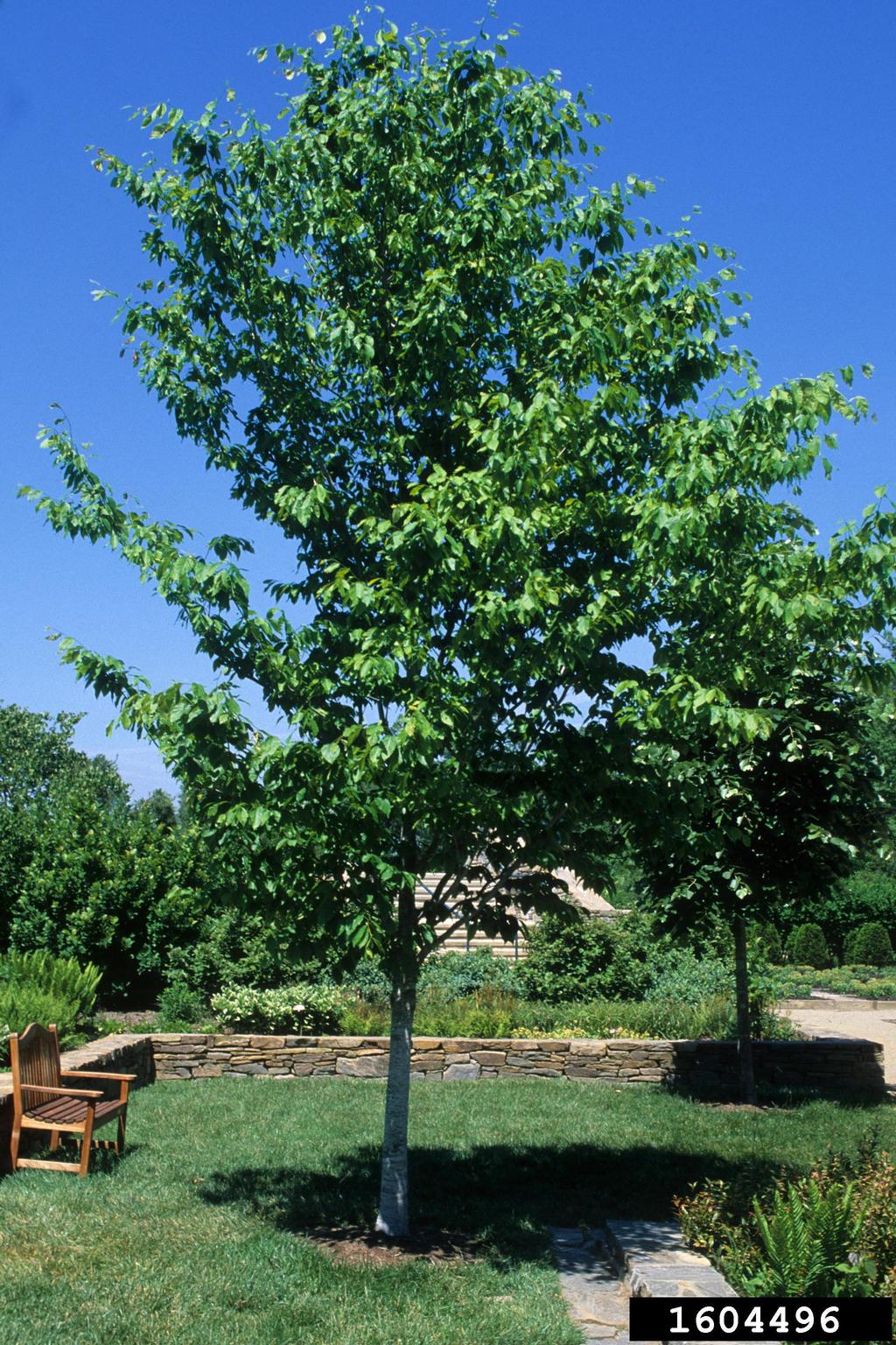 American beech (Fagus grandifolia)