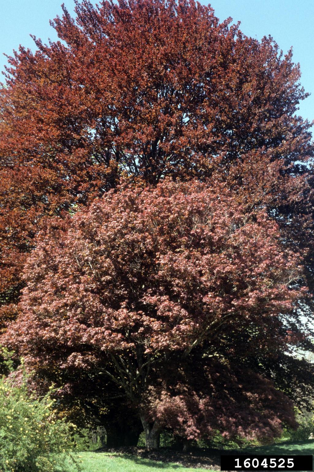 European beech (Fagus sylvatica L.)
