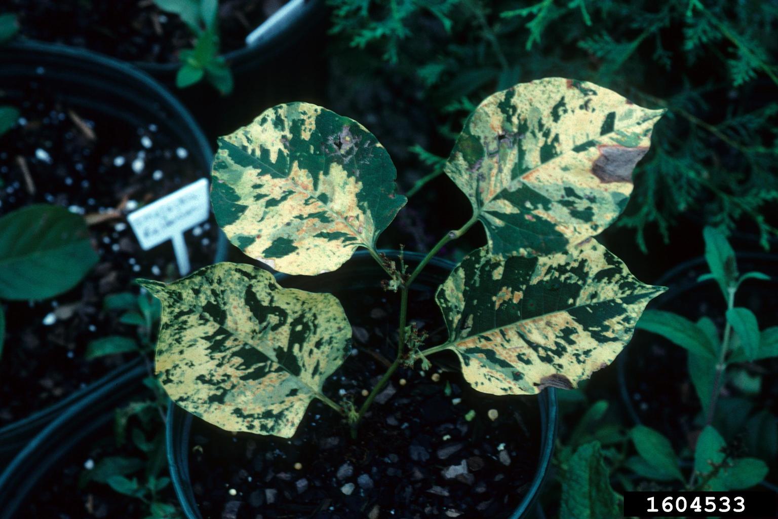 knotweed (Genus Fallopia Adans.)