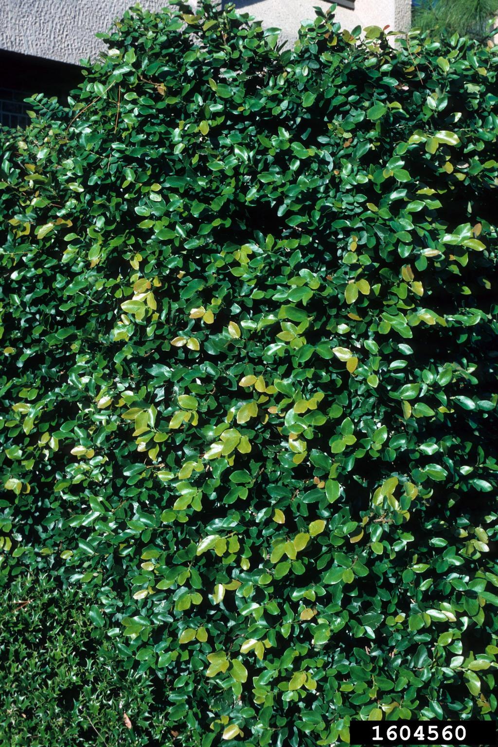 climbingfig (Ficus pumila L.)