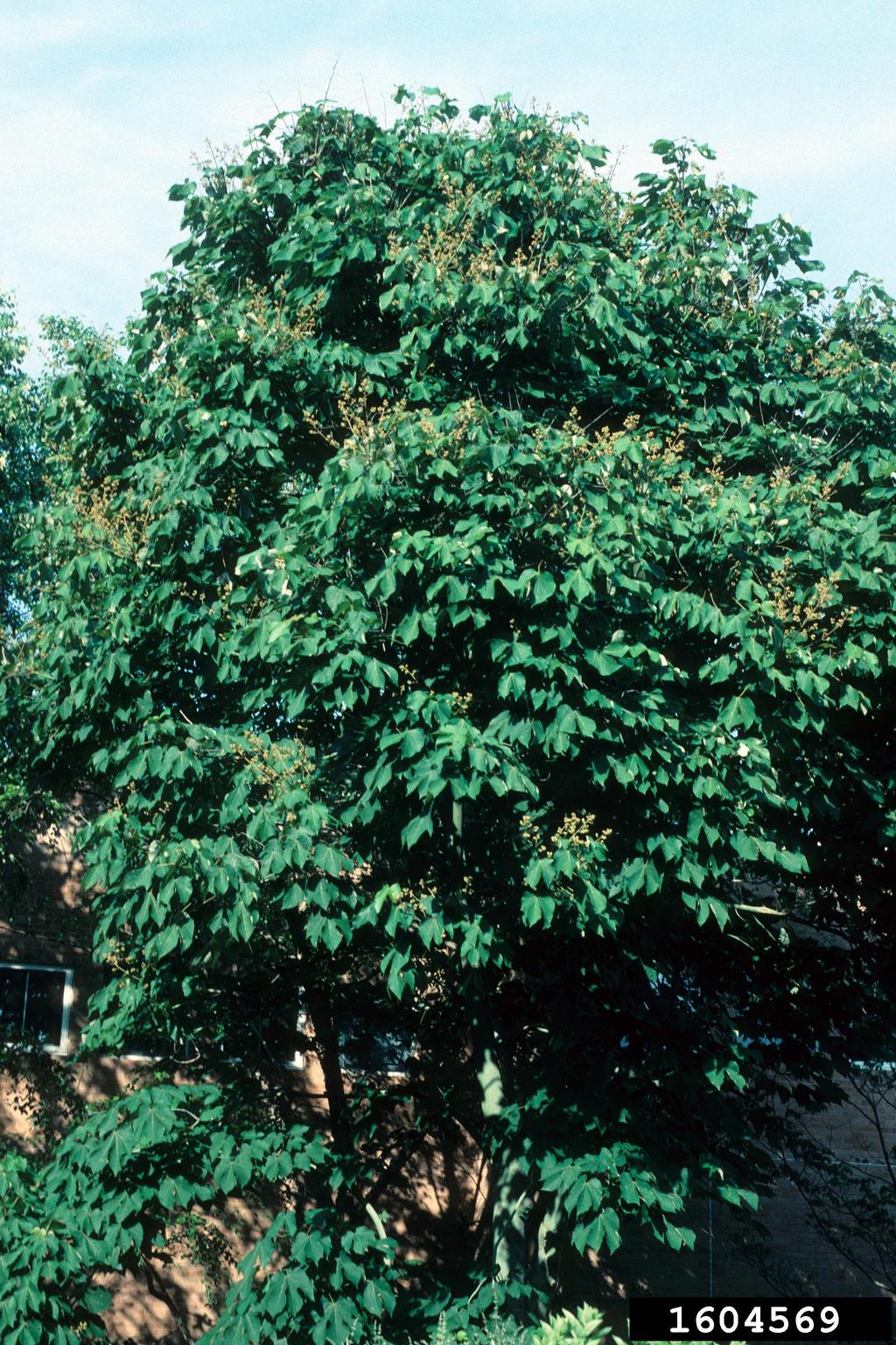 Chinese parasoltree (Firmiana simplex (L.) W. Wight)