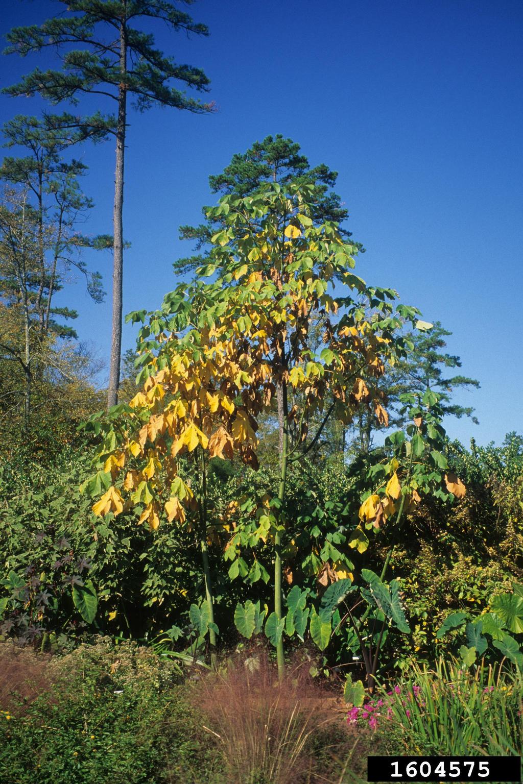 Chinese parasoltree (Firmiana simplex)