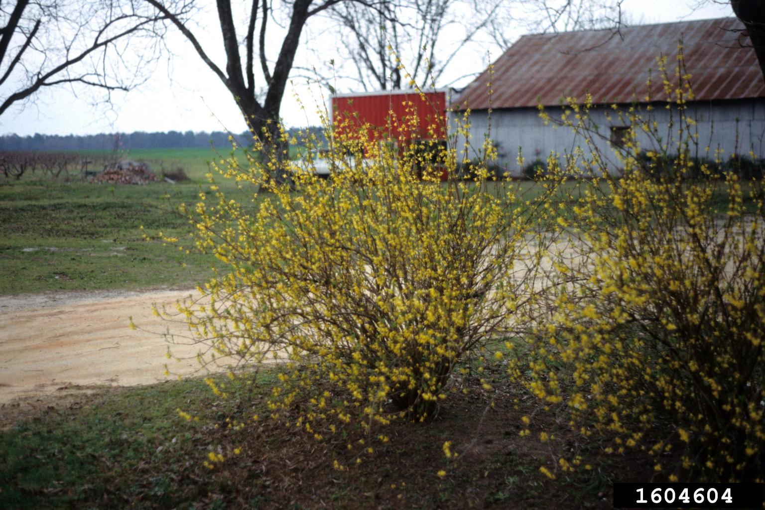 forsythia (Genus Forsythia Vahl)