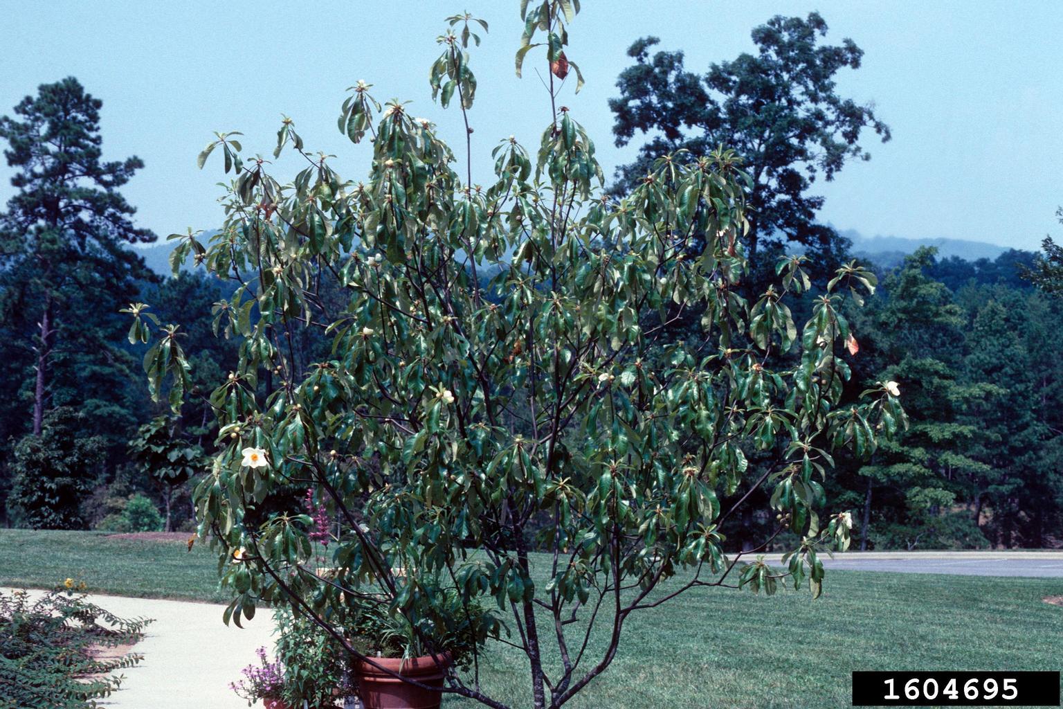 Franklin tree (Genus Franklinia)