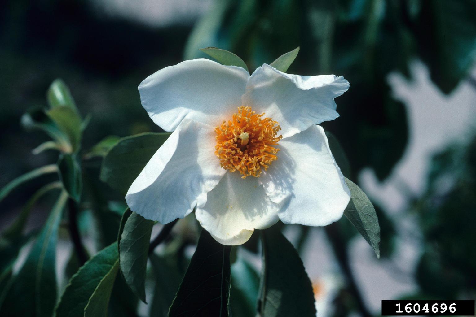 Franklin tree (Franklinia alatamaha)