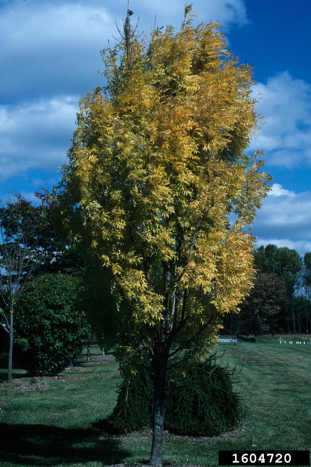 fragrant ash (Fraxinus cuspidata)