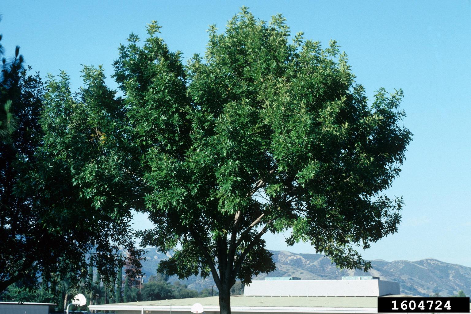 velvet ash (Fraxinus velutina)