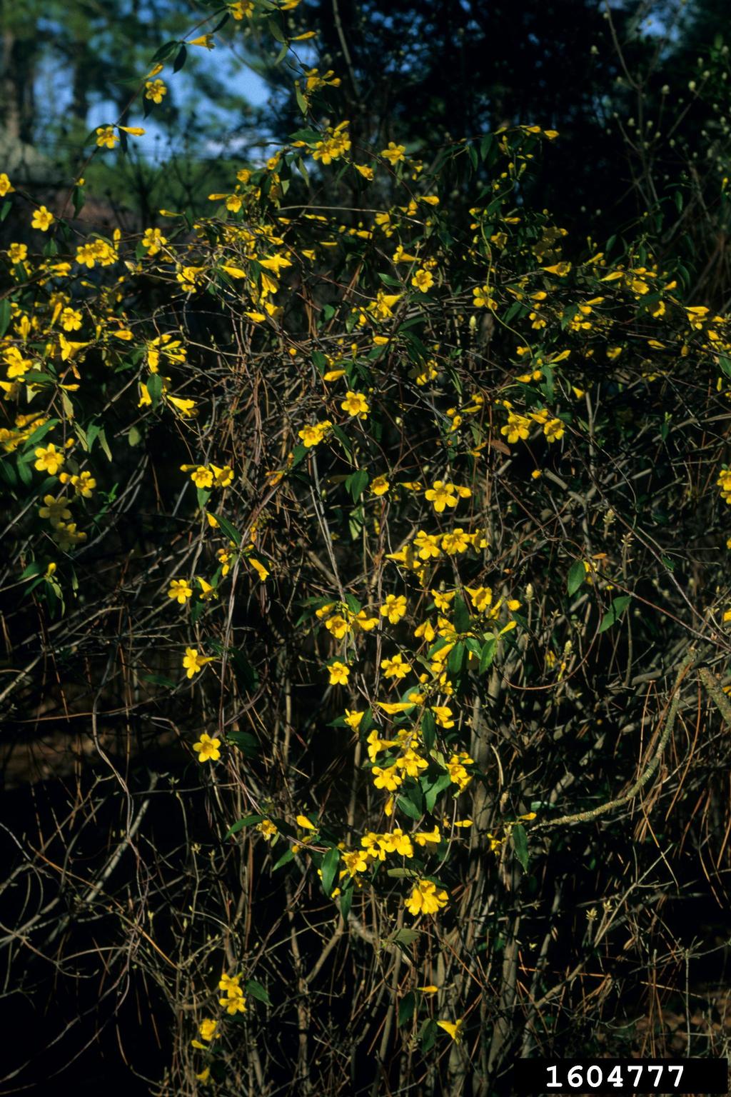 yellow jessamine (Gelsemium sempervirens)