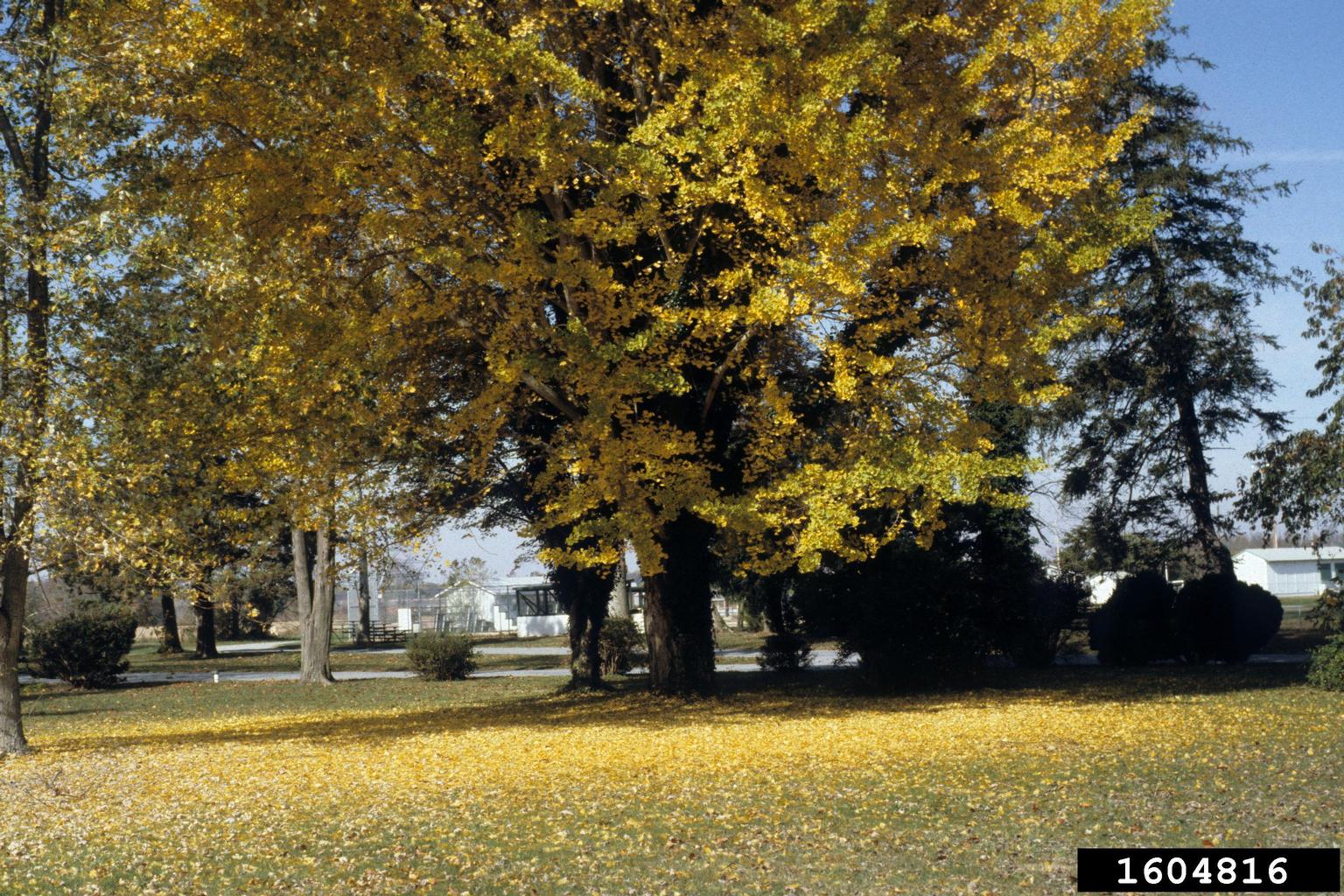 ginkgo (Ginkgo biloba L.)