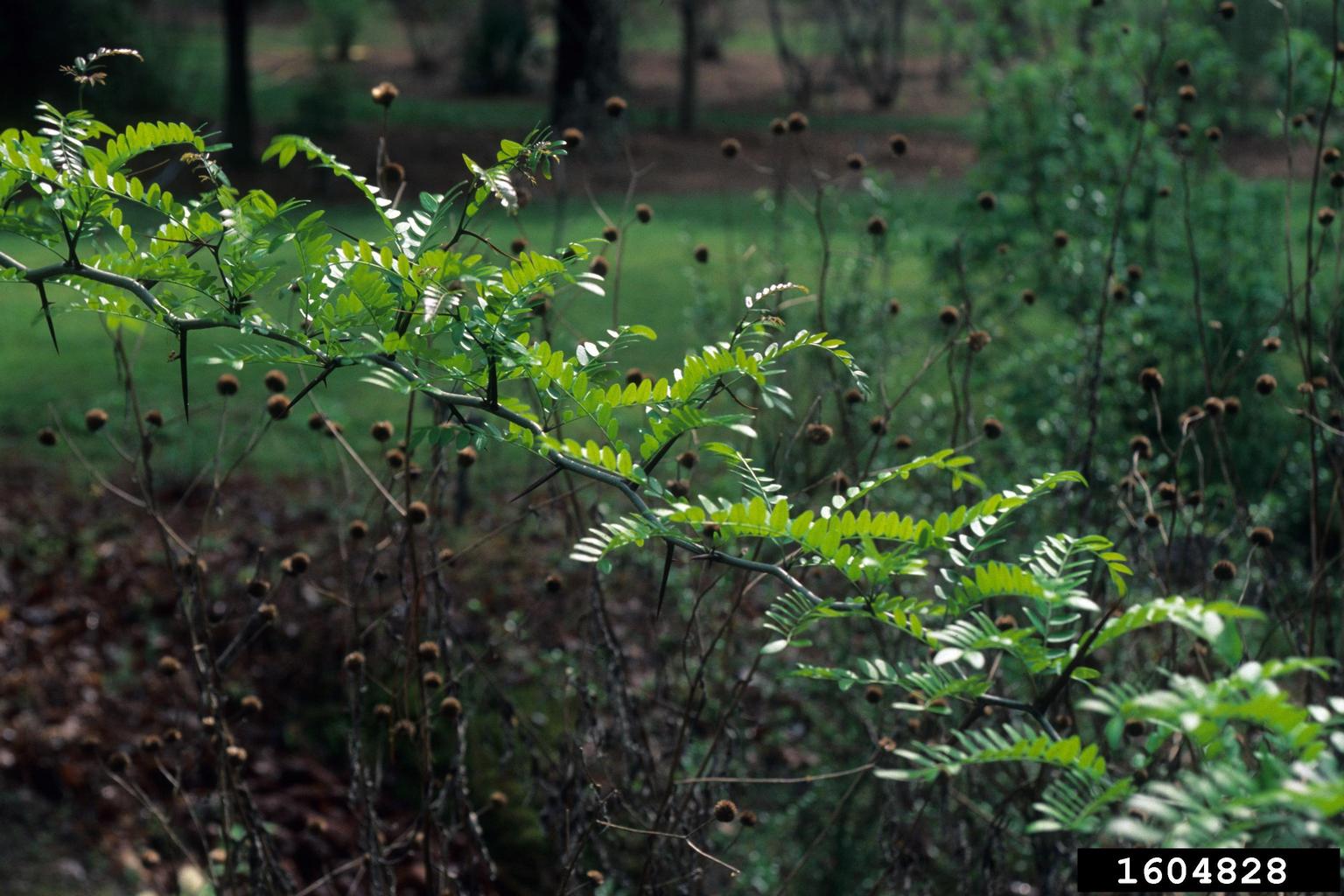 Water Locust Flower | Black Locust: A Tree with Many Uses – JXLHA