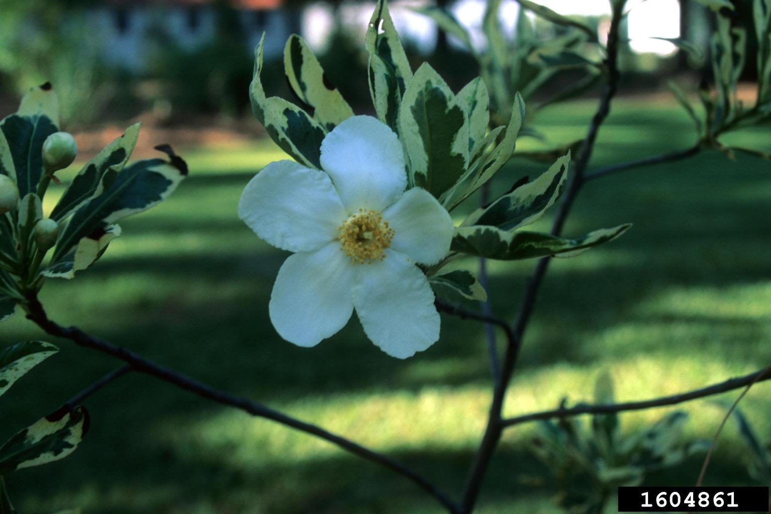 Fried Egg Plant (Polyspora axillaris)