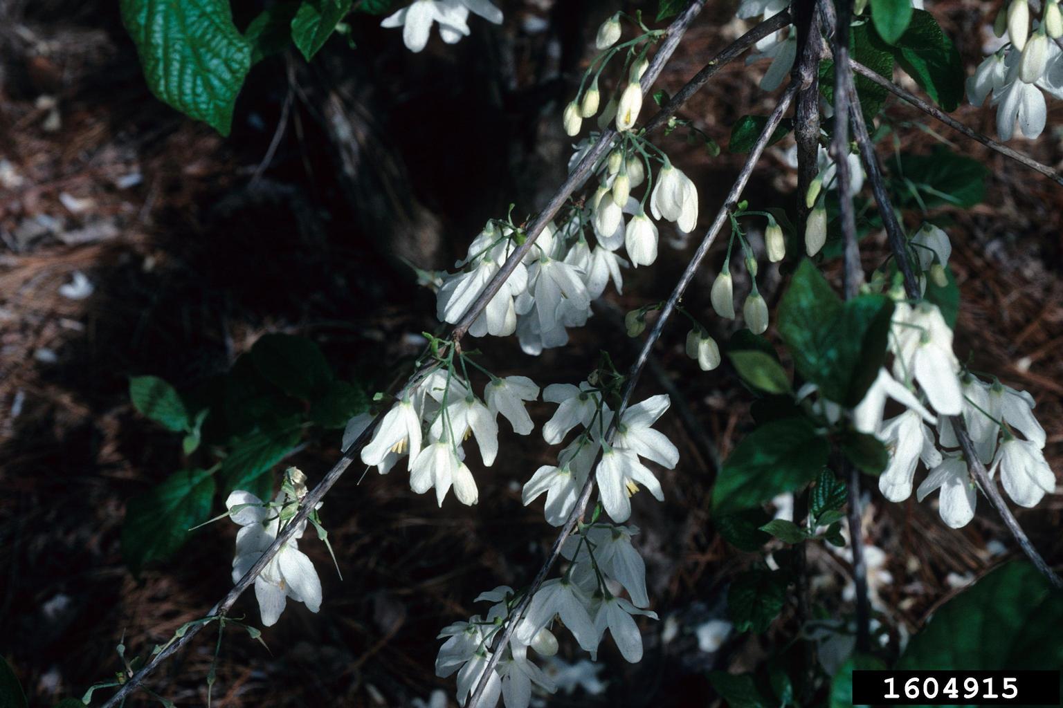 two-wing silverbell (Halesia diptera)