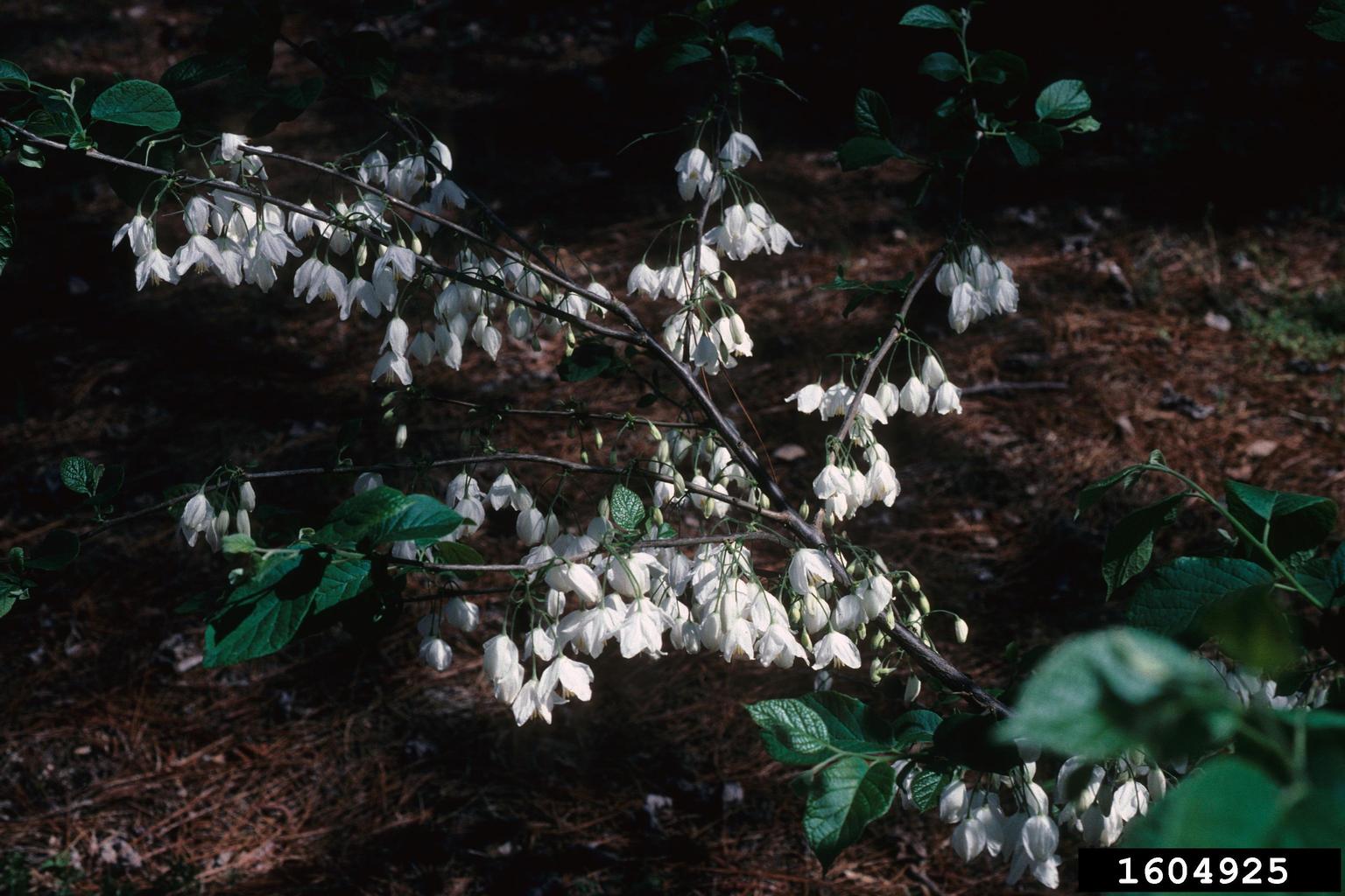 two-wing silverbell (Halesia diptera Ellis)