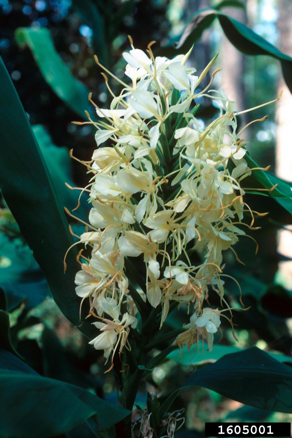 garland-lily (Genus Hedychium)