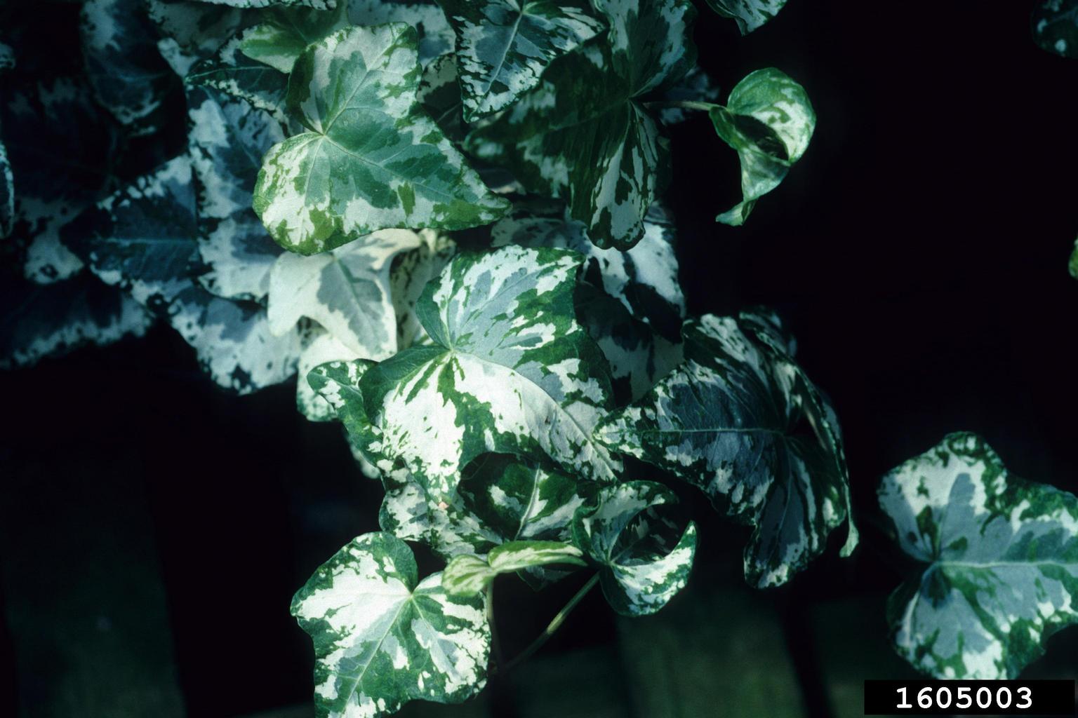 English ivy (Hedera helix L.)