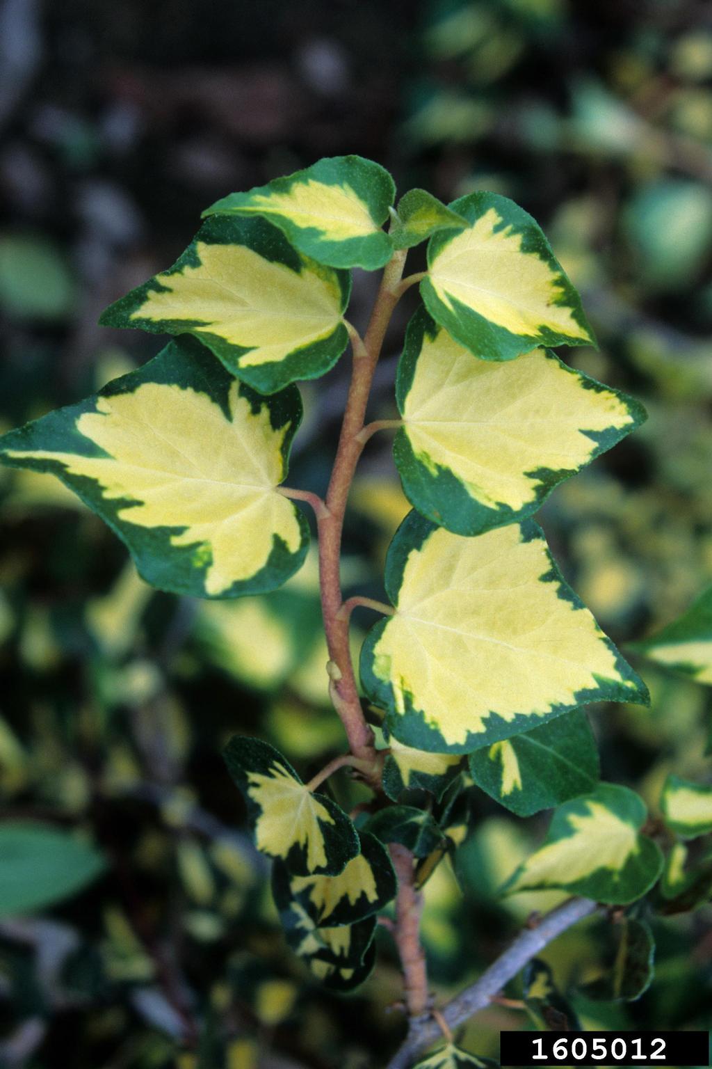 English ivy (Hedera helix L.)