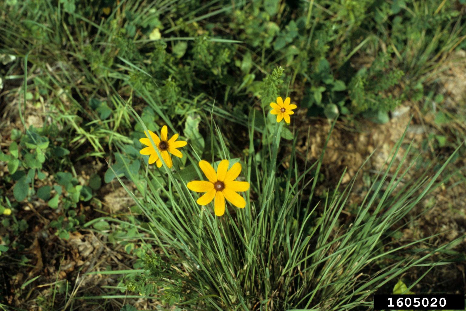 sunflower (Genus Helianthus)